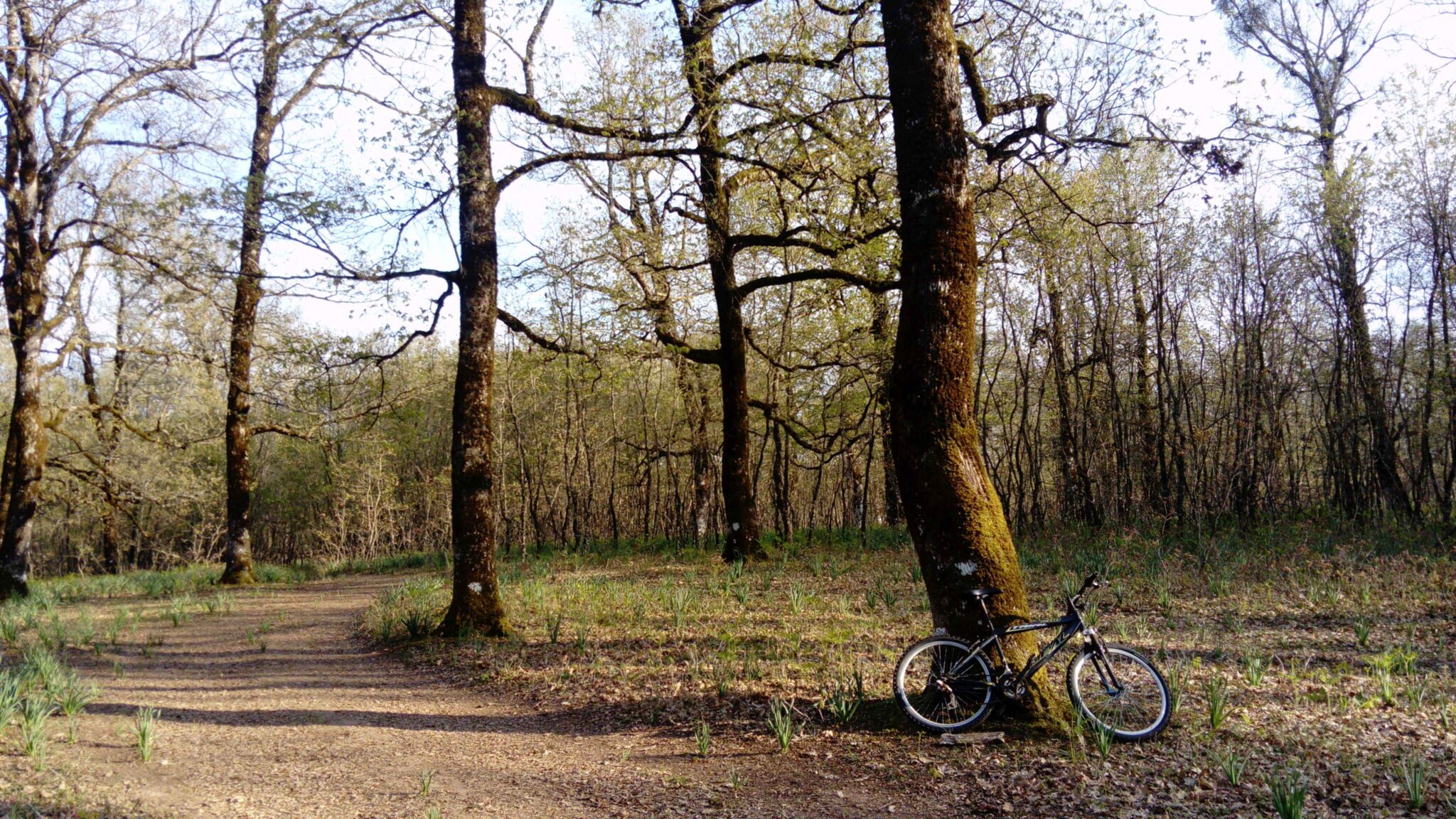 Découvrons Pholoï | La forêt des mythiques Centaures, une unique ...